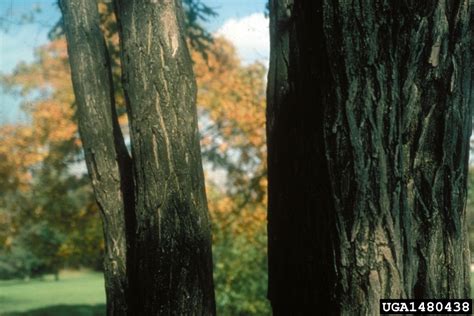 Black Locust Invasive In Woodlands Purdue Extension Forestry