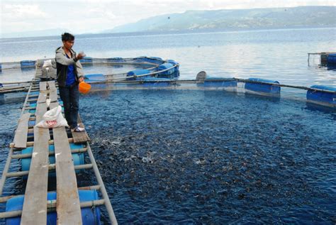 Cara Budidaya Ikan Nila Sistem Bioflok