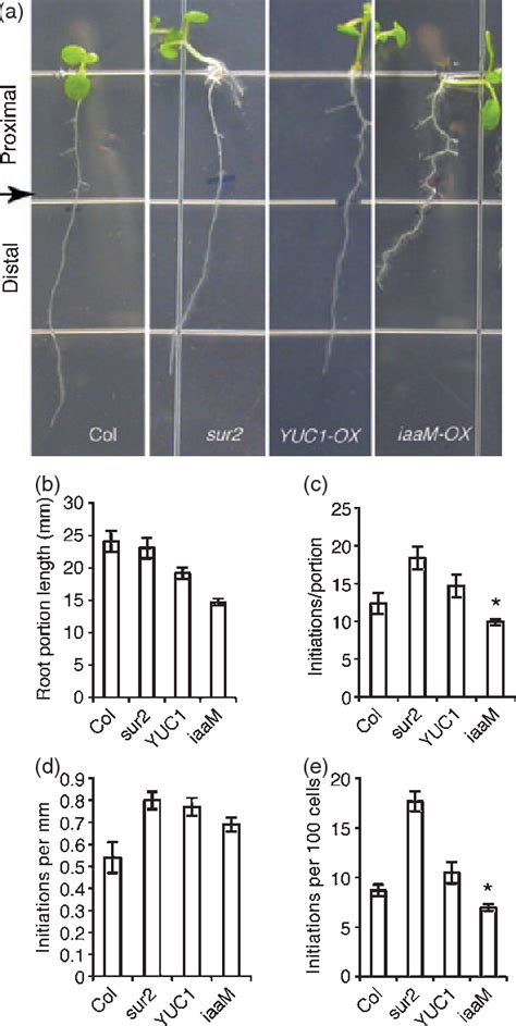 Figure 2 From Auxin Induced Inhibition Of Lateral Root Initiation