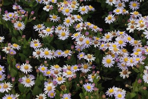 Aster Ageratoides Stardust Tuincentrum Pelckmans