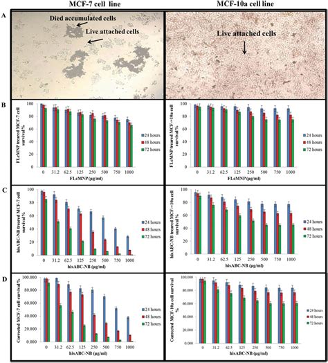The Cell Survival Rate And Morphology Of Both A Cancerous Mcf 7 And B