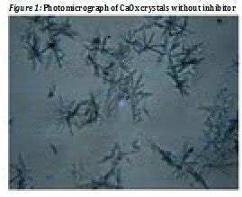 Showed CaOx Crystallization Without The Addition Of Inhibitors Download Scientific Diagram