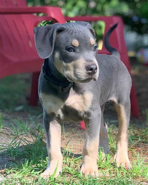 Blue Eyed Pitbull Do Pitbulls With Blue Eyes Really Exist