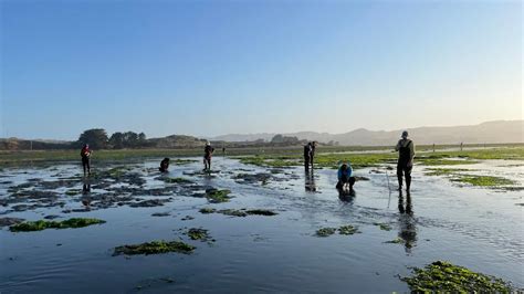 Exploring Eelgrass And Expanding Horizons Coastal And Marine Sciences Institute