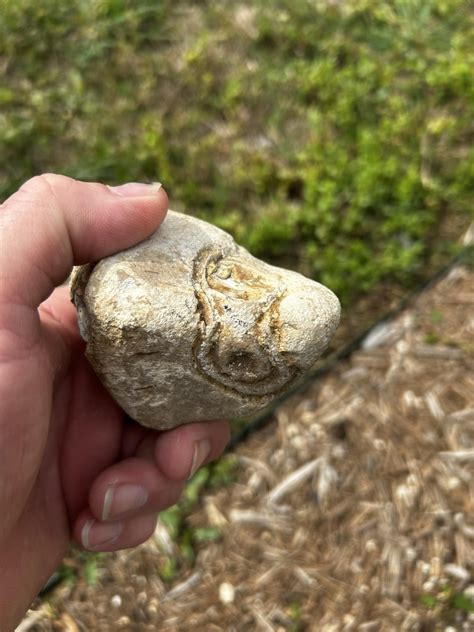 Found This In My Sisters Backyard Any Clue What It Is R Fossils