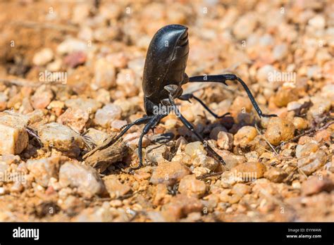 Pinacate Bug