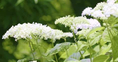 Gareden 이미지 찾아보기 119 스톡 사진 벡터 및 비디오 Adobe Stock