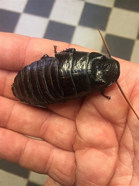 Buy Honeybees100 Wide Horn Madacar Hissing Cockroach Pair Gromphadorhina Oblongonota Online At