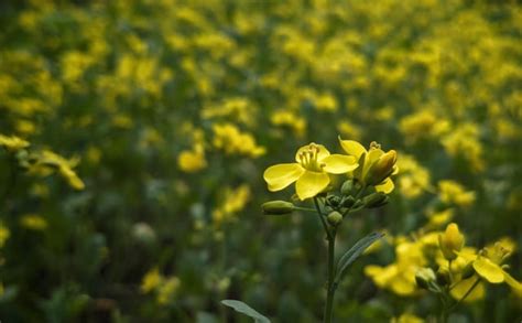 Mastard Flower R Pics