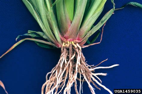 Barnyardgrass Echinochloa Crus Galli L Beauv