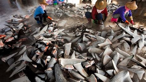 New Shark Fin Pictures Reveal Ocean Strip Mining National Geographic