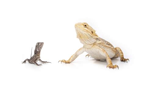 Fun Bearded Dragon Facts And Information