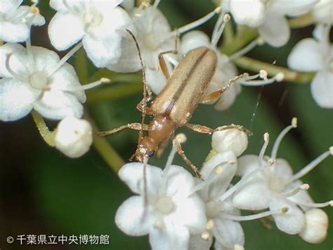 教室博日記2種のヒメハナカミキリ