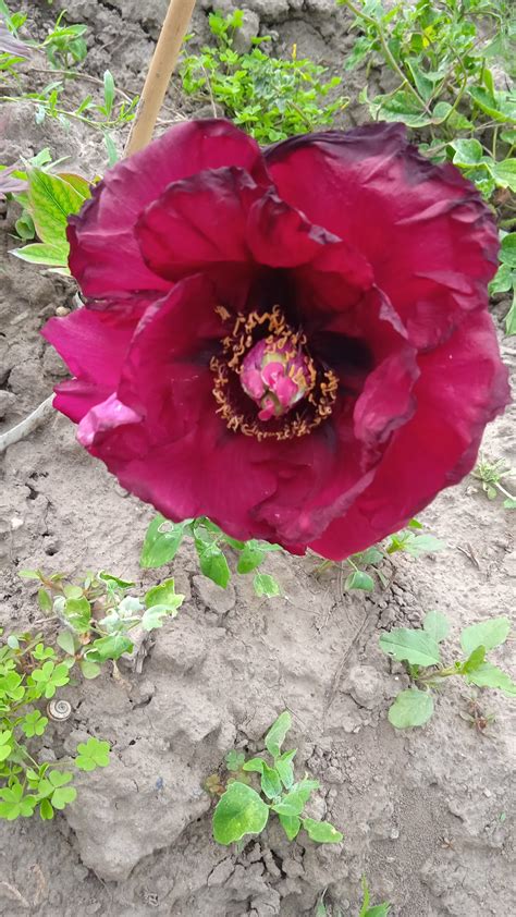 Iphigenia Tomkert Kft