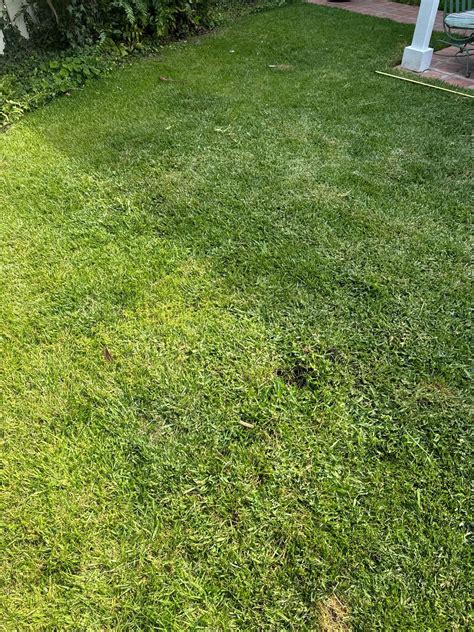 Invasive Grass Options Rlawncare