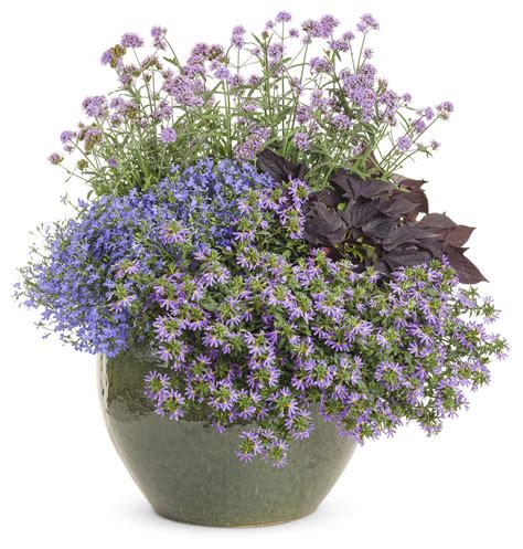 Lobelia - Laguna® Sky Blue - Pleasant View Gardens