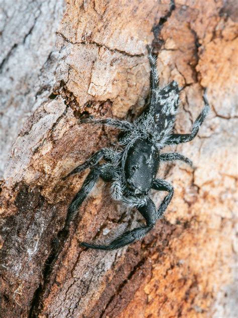 Flat Jumping Spider By Strictfunctor On Deviantart