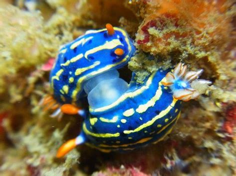 Everything You Want To Know About Sea Slugs And Nudibranchs