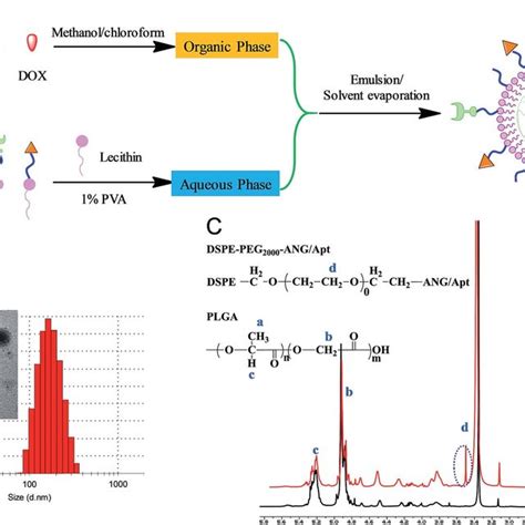 A Evaluation Of In Vitro Bbb Model By The Teer Value B Bbb