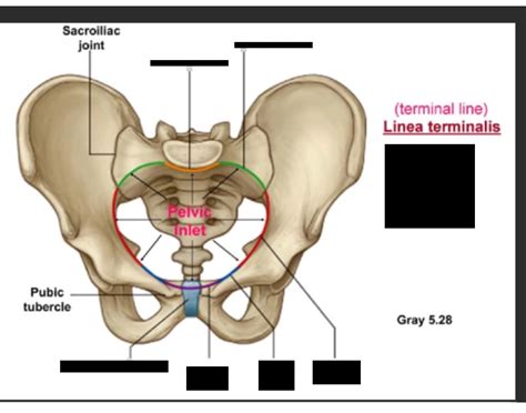 Pelvic Inlet Quiz