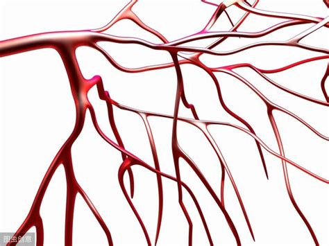 人全身的血管，可以繞地球一圈？ 每日頭條