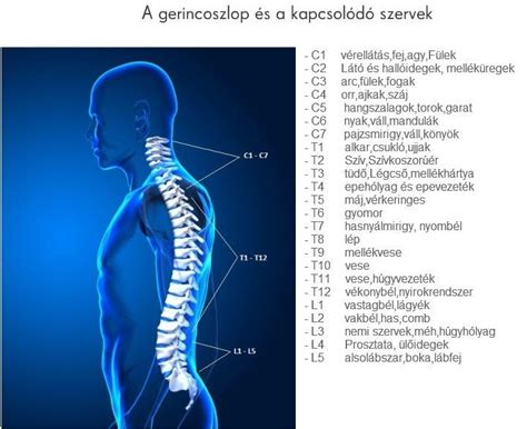 Térkép Csigolya Térkép Wellness Massage Human Body Body
