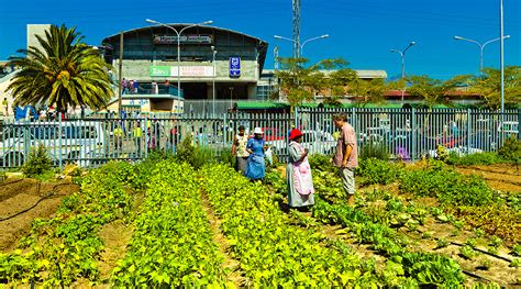 Abalimi Bezekhaya Township Urban Micro Farming Coriolistic Anachronisms