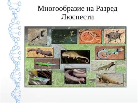 Защитени видове животни и растения Ppt