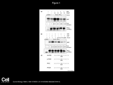 Regulation Of Protein Kinase C ζ By Pi 3 Kinase And Pdk 1 Ppt Download