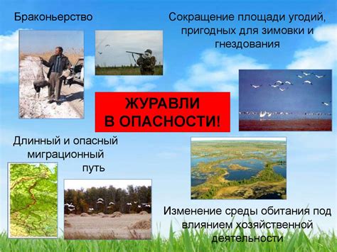 Всемирный день журавля презентация онлайн