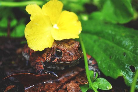 Flower Toad By Earthmegarah On Deviantart