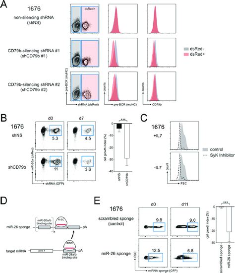 Transformed Pre B Cells Are Addicted To Pre Bcr Signaling And Depend On Download Scientific