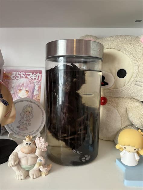 Wet Specimen Kitten I Bought Leaked And Now Is Not Filled All The Way