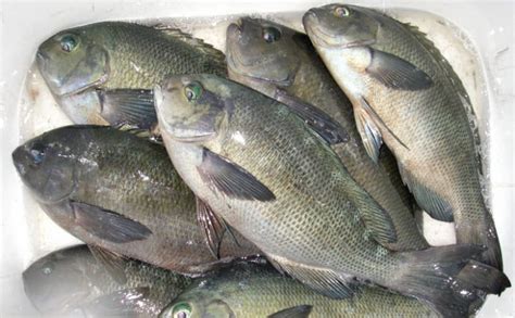 夜の磯フカセ釣りで40cm頭に口太メジナ7尾 潮変わりで連発【館山】 Tsurinews