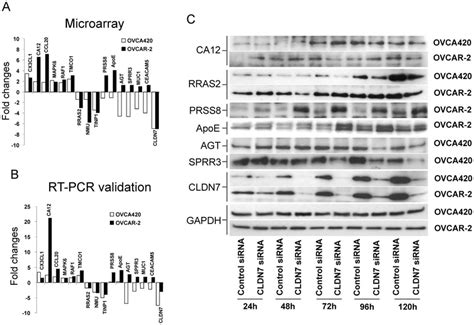 Validation Of Microarray Data A Fold Changes Of The Various Indicated Download Scientific
