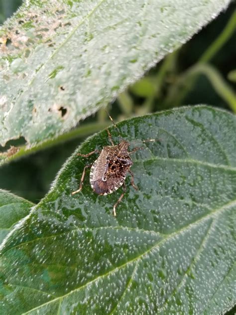 Brown Marmorated Stink Bug Invasive Species Centre