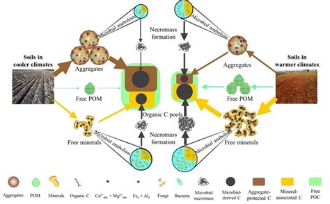 跨气候带尺度农田土壤有机碳形成途径与保护机制研究系列进展 生物通