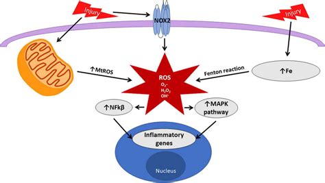 Oxidative Stress In Microglia Microglia Can Produce Reactive Oxygen