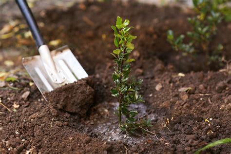 Tarifs Et Prestations De Plantation D Arbres Exemple De Devis
