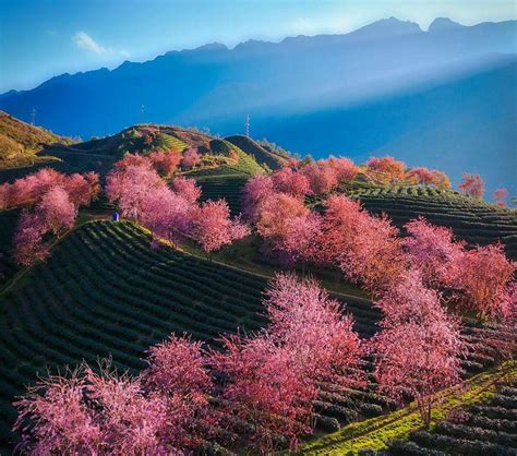 Chào đón mùa xuân cảnh đẹp sapa mùa xuân với những khoảnh khắc đáng nhớ