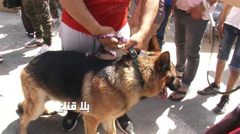 Bila Kinaa كلب برجي أغلى من علوش العيدمعشعشو بالكاركاس وسومو بمليون ونصف ويتسمى رخيص