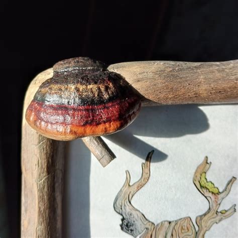 The Most Forest Frame Weve Ever Made Also Bark Beetles Helped Us In