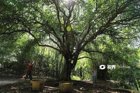 打桂花迎中秋 图片 轩视界