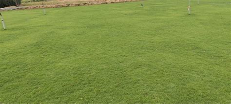 Natural Green Mexican Lawn Grass For Garden 5 Feet At Rs 12sq Ft In Bengaluru