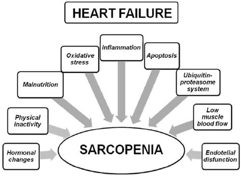 Nutrients Special Issue Sarcopenia And Nutritional Status