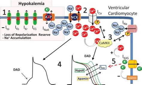 Cardiomyocyte Electrophysiology During Hypokalemia Venicearrhythmias