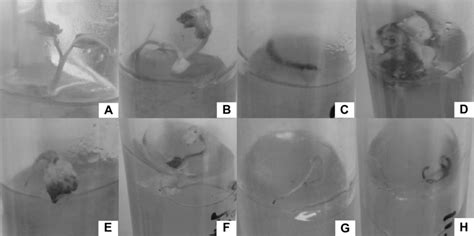 Abnormal Seedlings On An Embryo Germination Media A An Normal Download Scientific Diagram
