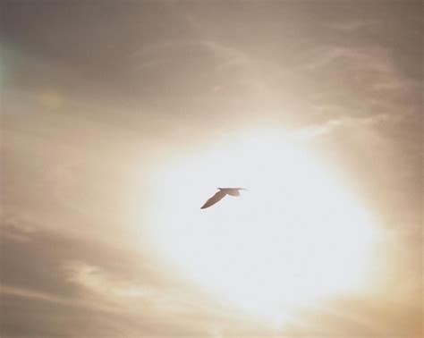 Premium Photo Icarus And The Sun