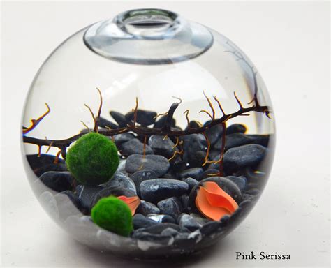 Marimo Custom Vrogue Co