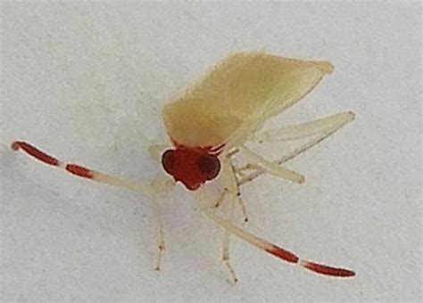 Florida True Bug For Id Ceratocapsus Bifurcus Bugguidenet